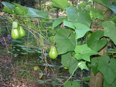 Choko - Survival Food Plants