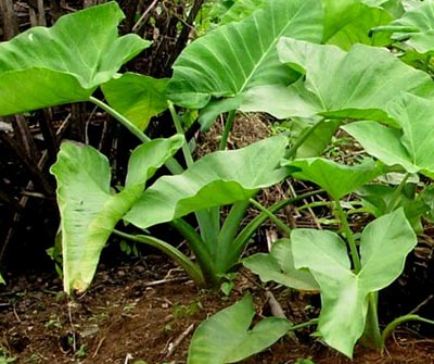 Coco yam - Survival Food Plants