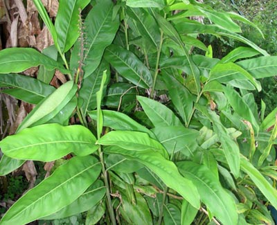 Galangal - Survival Food Plants
