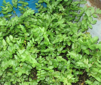 Lebanese cress - Survival Food Plants