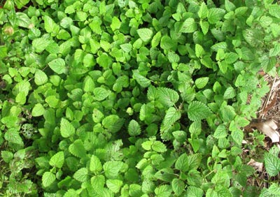 Lime balm - Survival Food Plants