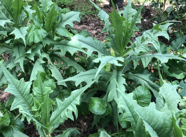 Tree Lettuce Survival Food Plants