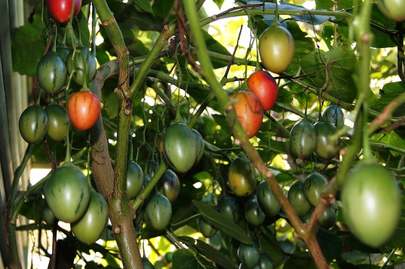 Tamarillo - Survival Food Plants