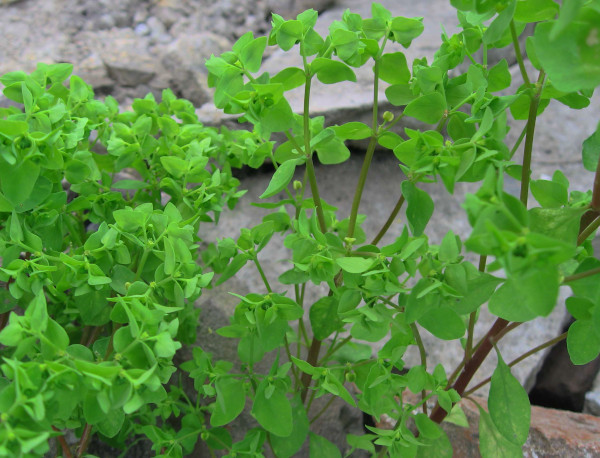 Radium weed - Survival Food Plants
